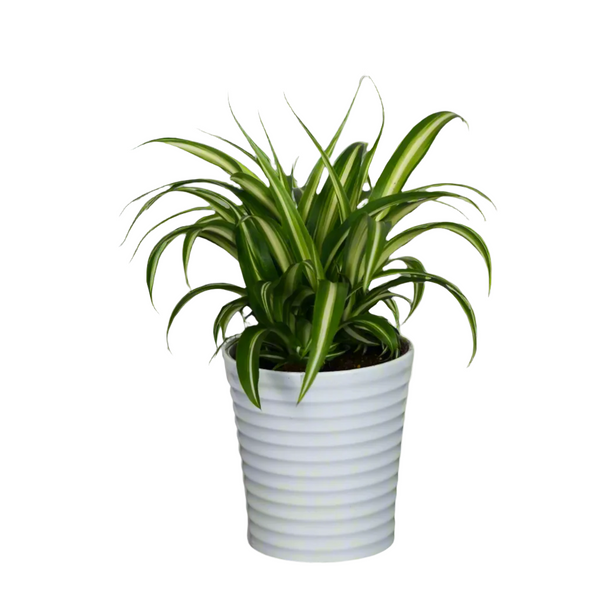 Spider – Luxe Leaf Plants